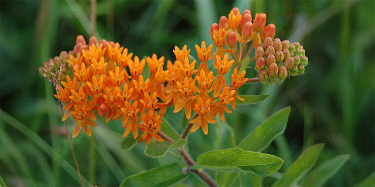 Herb of the Week: Butterfly Weed – Green Egg Magazine
