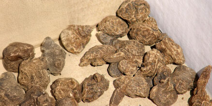 Herb of the Week: High John the Conqueror – Green Egg Magazine